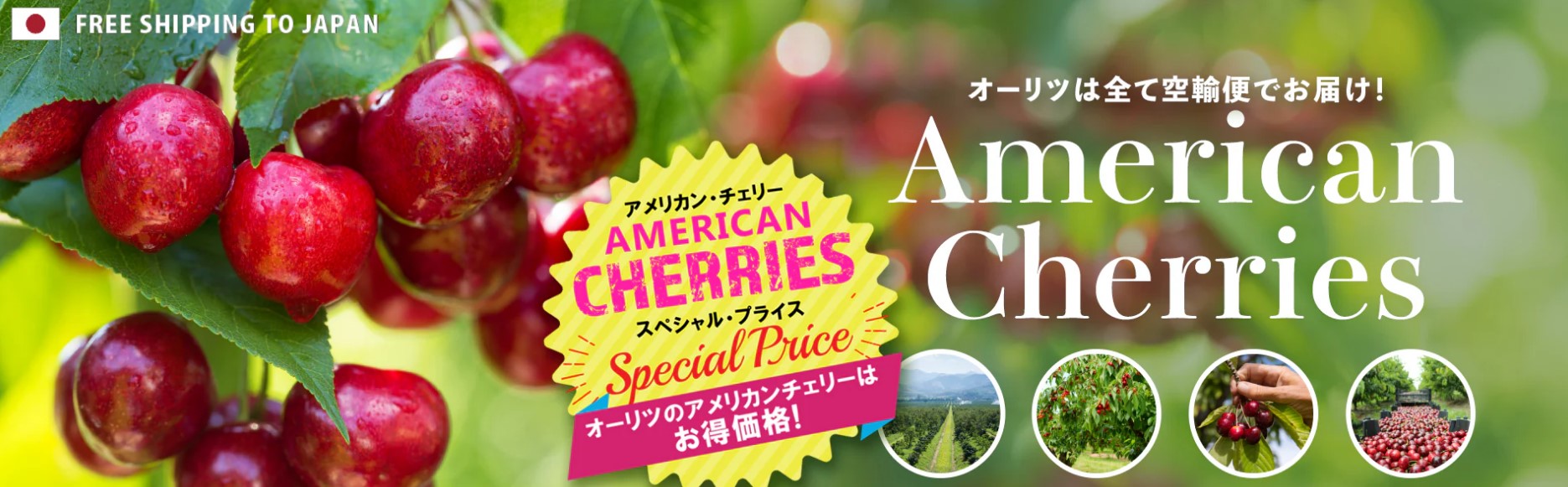 Discover Unique Gifts for Every Occasion – Oritz Gift Shop - Oritz ...